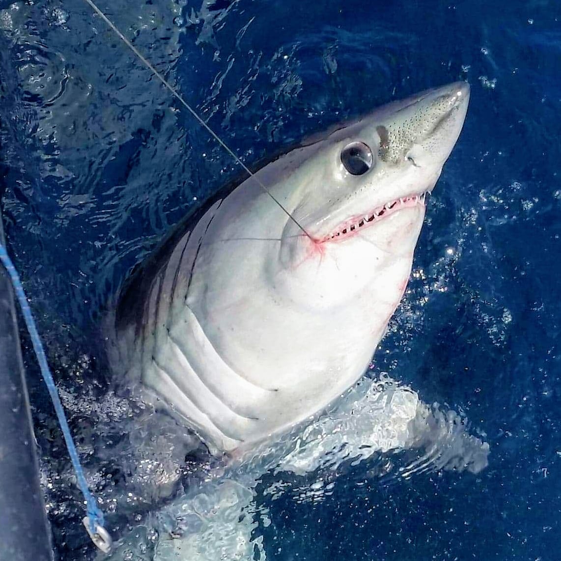 About – Wally's shark rigs